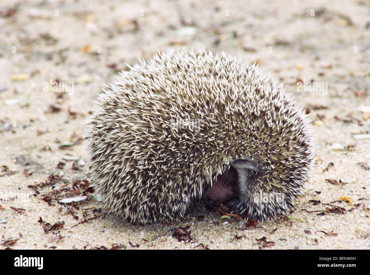 Hedgehog ; rajasthan ; india ; asia Stock Photo - Alamy