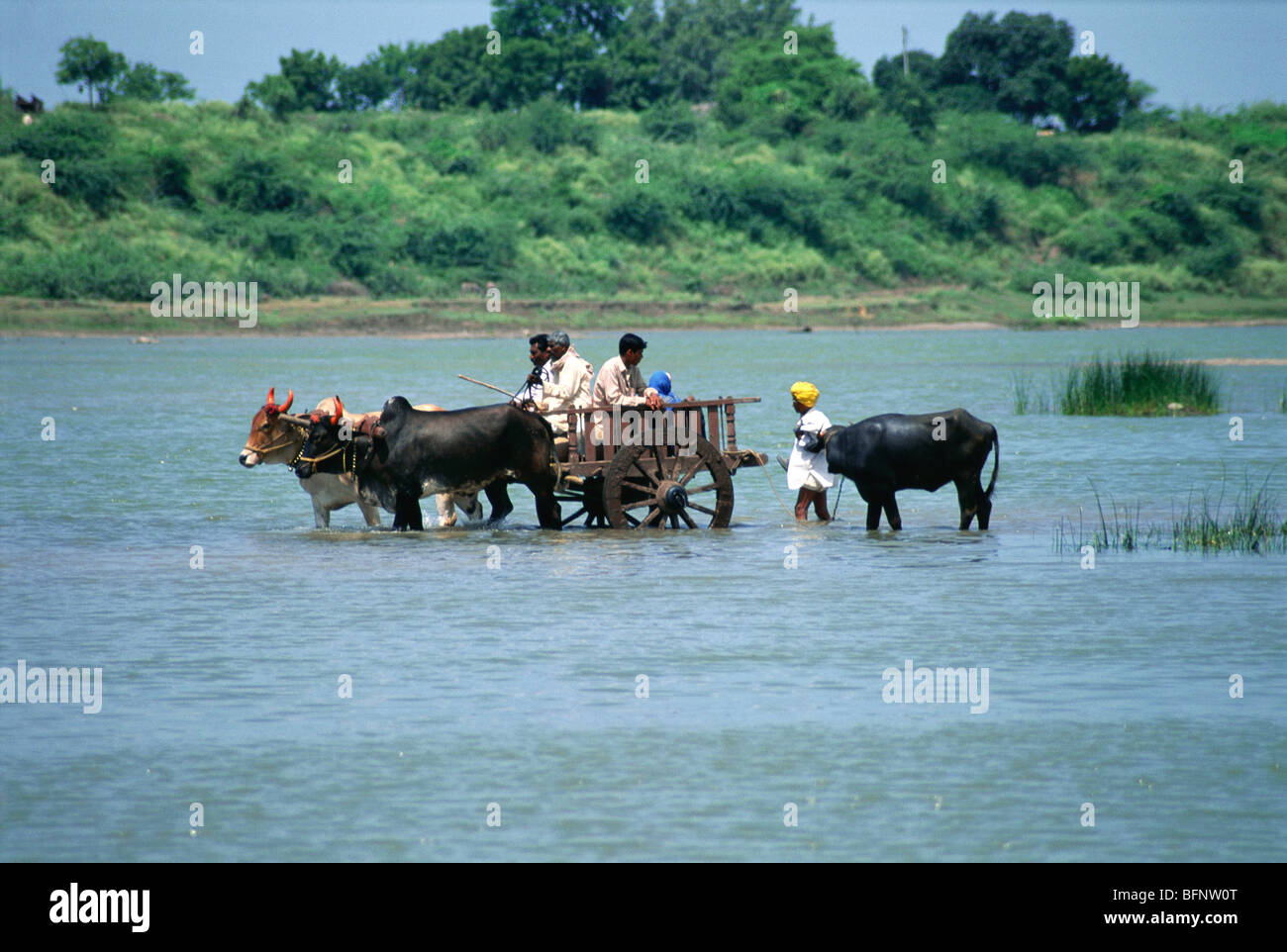 Bullock cart crossing river ; Sangli ; Maharashtra ; India ; asia Stock ...