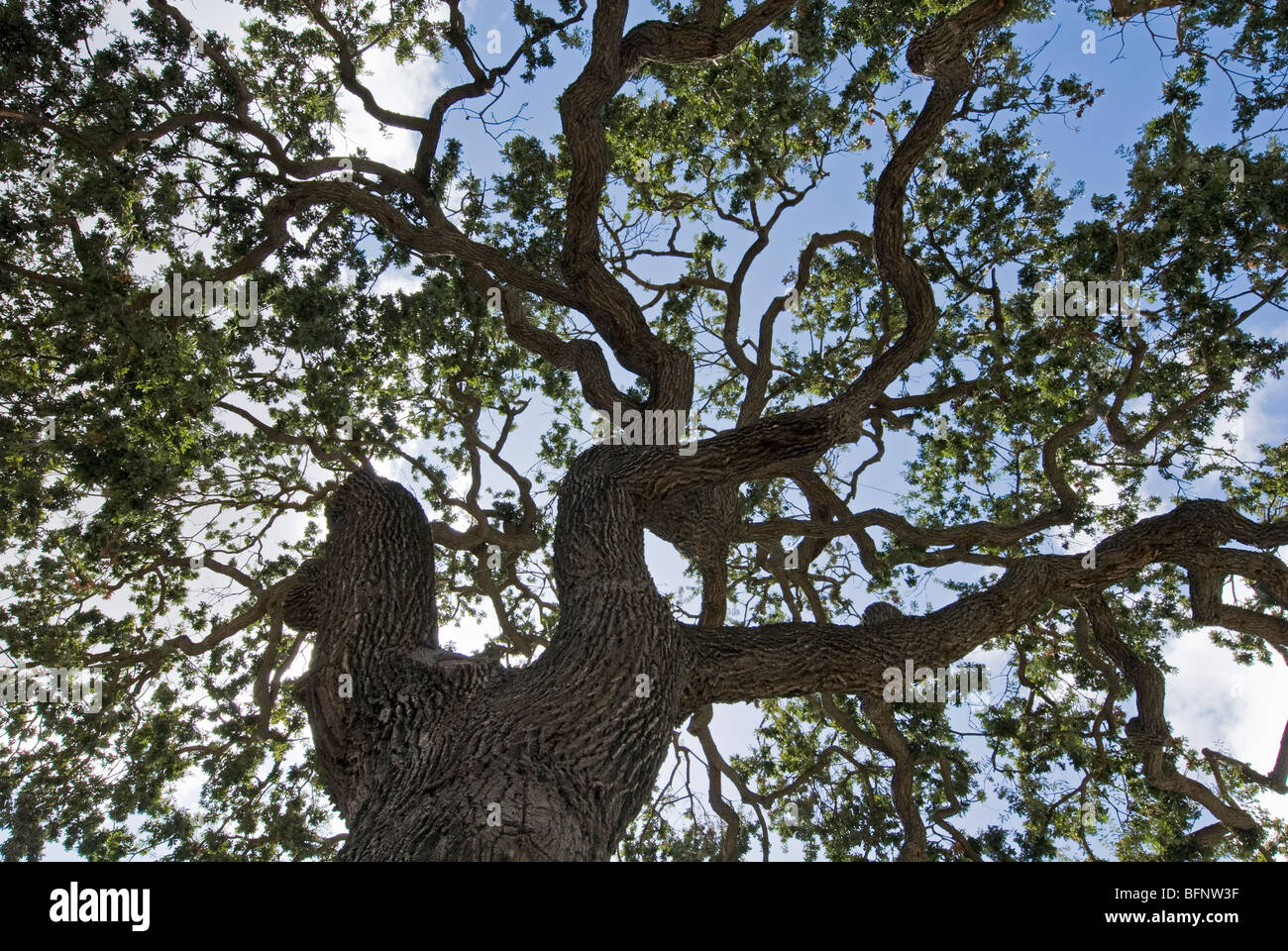Valley oak (Quercus lobata) largest of North American oaks Stock Photo ...