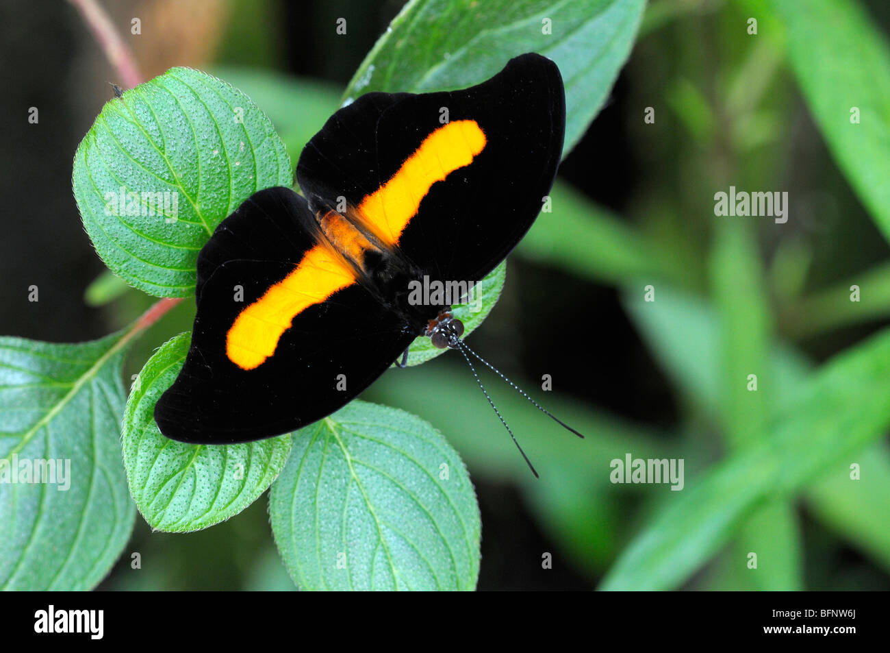 Aconitus hi-res stock photography and images - Alamy