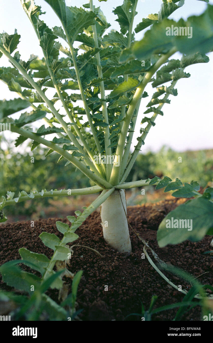 radish plant growing in field ; India ; asia Stock Photo - Alamy