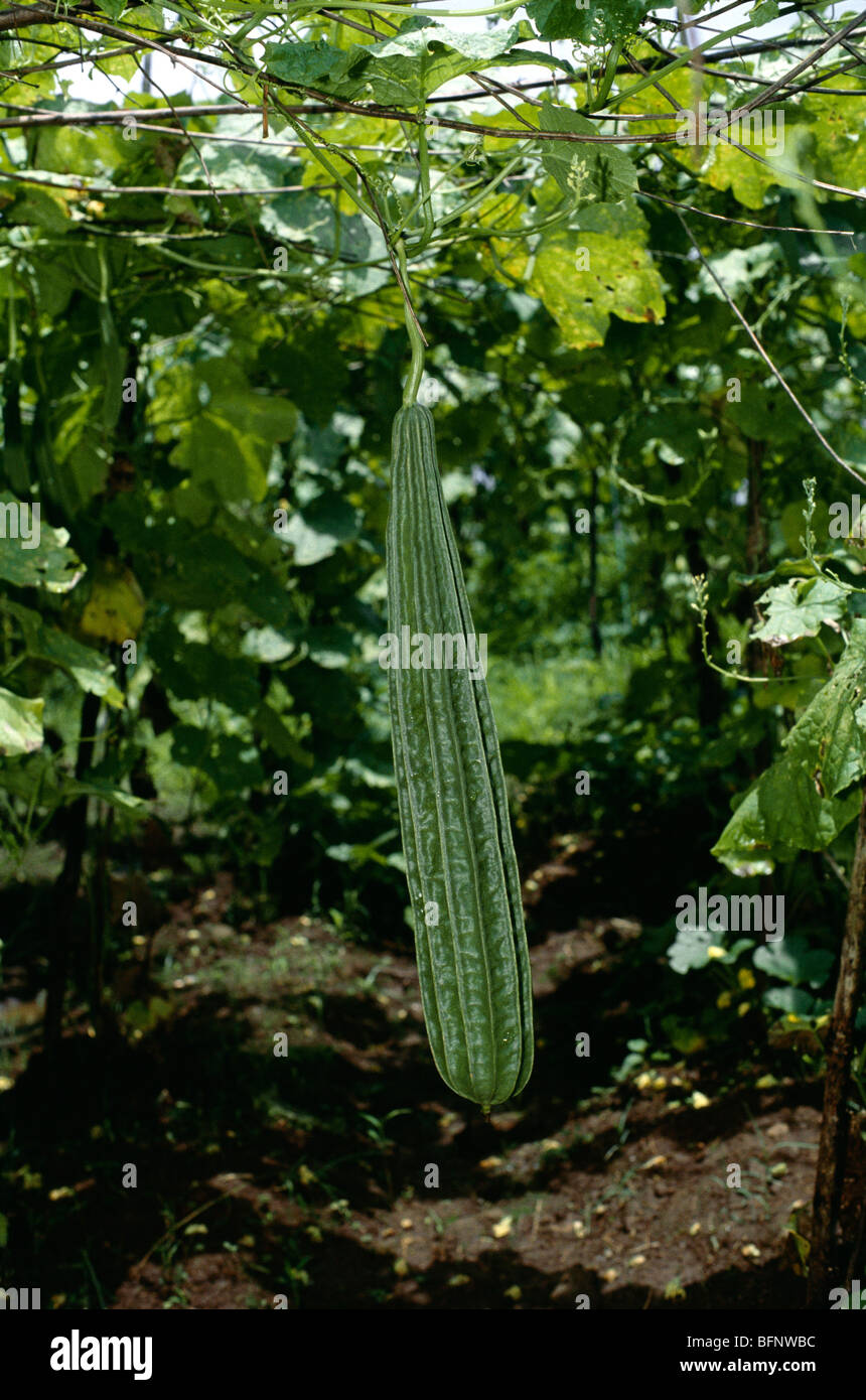ridge gourd hanging in farm ; turai green vegetable tree ; turiya plant ...