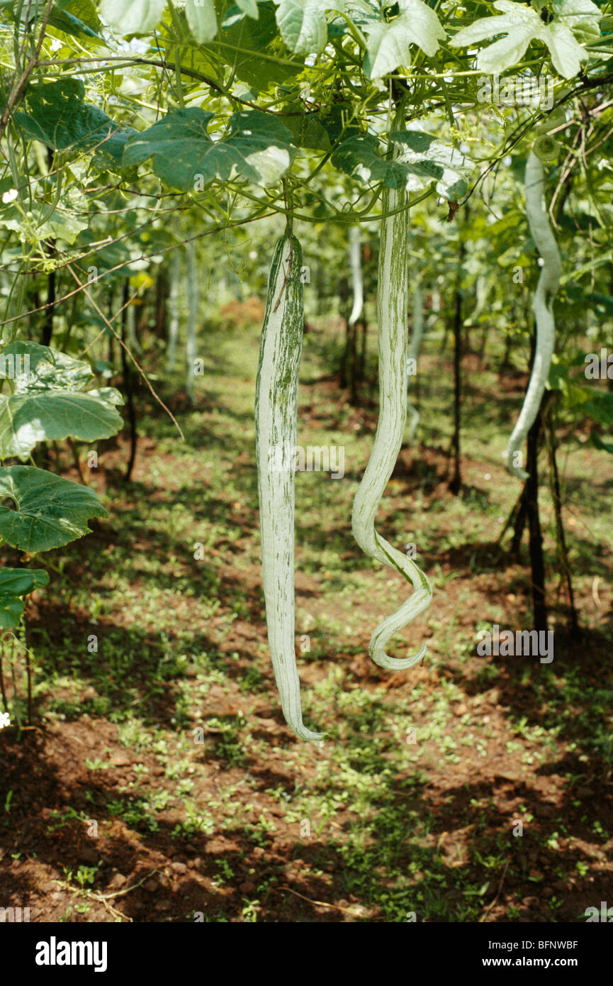 Snake Gourd Plant