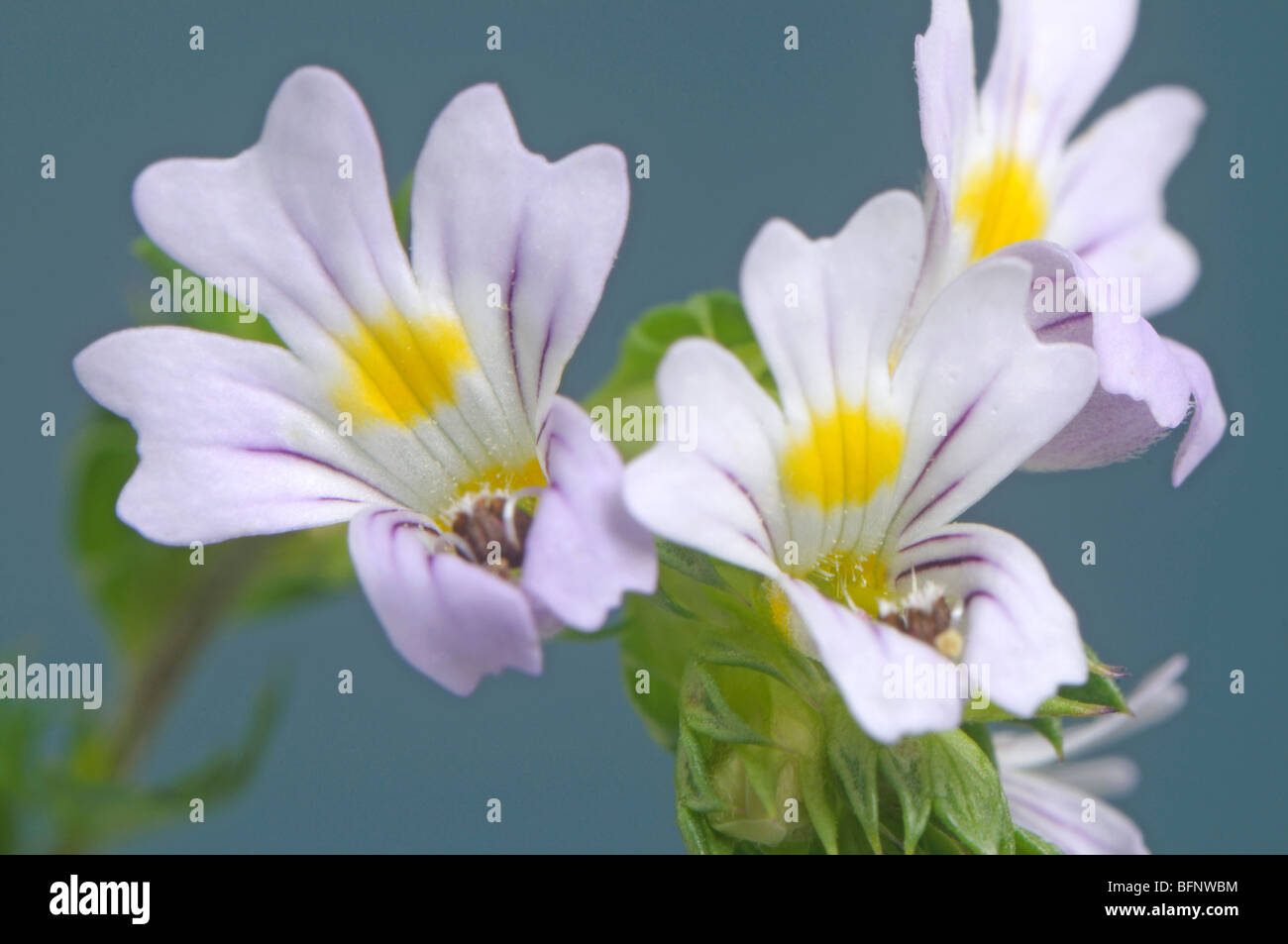 Eyebright (Euphrasia officinalis, Euphrasia rostkoviana), flowers ...