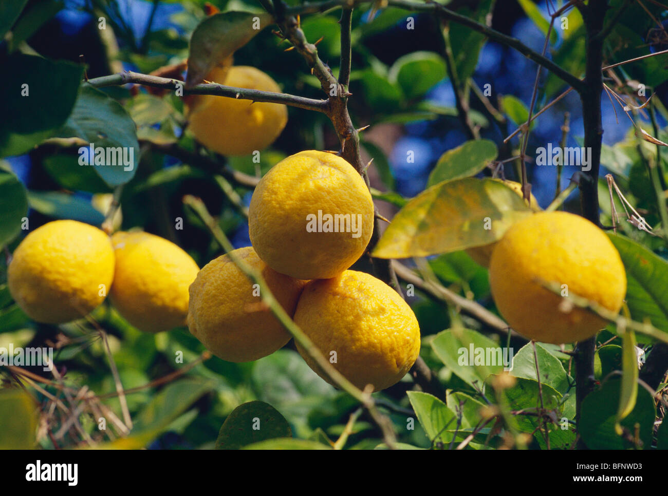 lemon plantation ; Kumaon ; Ranikhet ; Uttaranchal ; uttarakhand ...