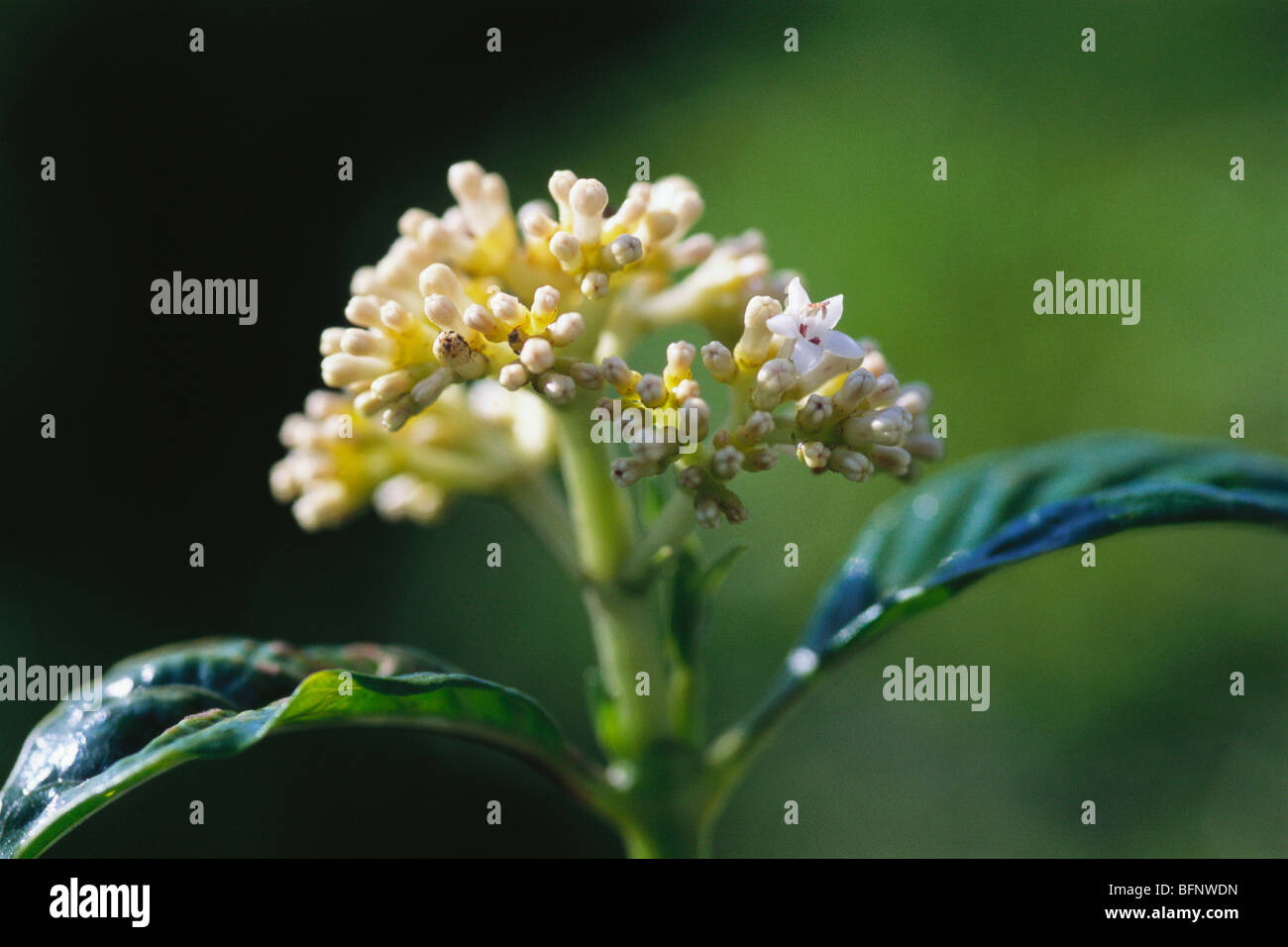 Tea plant flower ; Munnar ; Kerala ; India ; asia Stock Photo - Alamy
