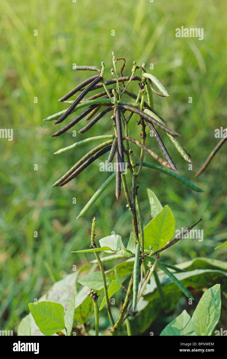 green gram plantation Stock Photo - Alamy