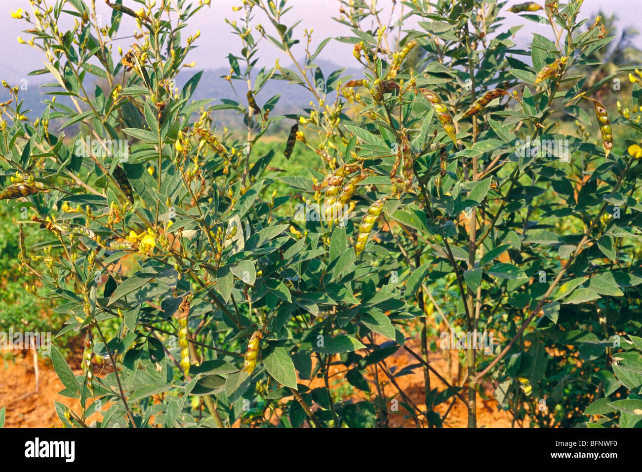 Cajanus Cajan Stock Photos & Cajanus Cajan Stock Images - Alamy