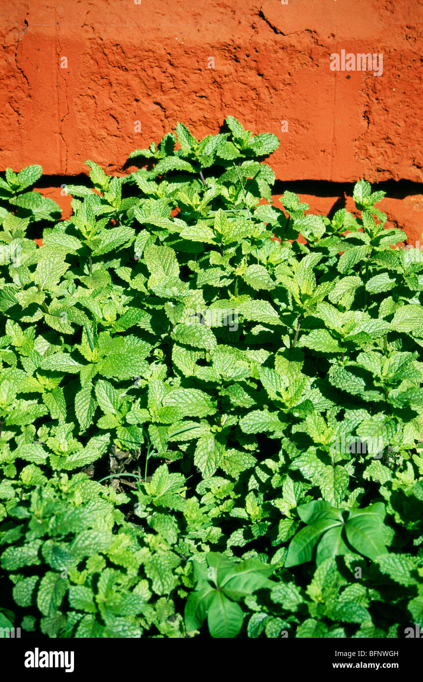 Mint plant leaves ; Mahableshwar ; Maharashtra ; India ; asia Stock ...