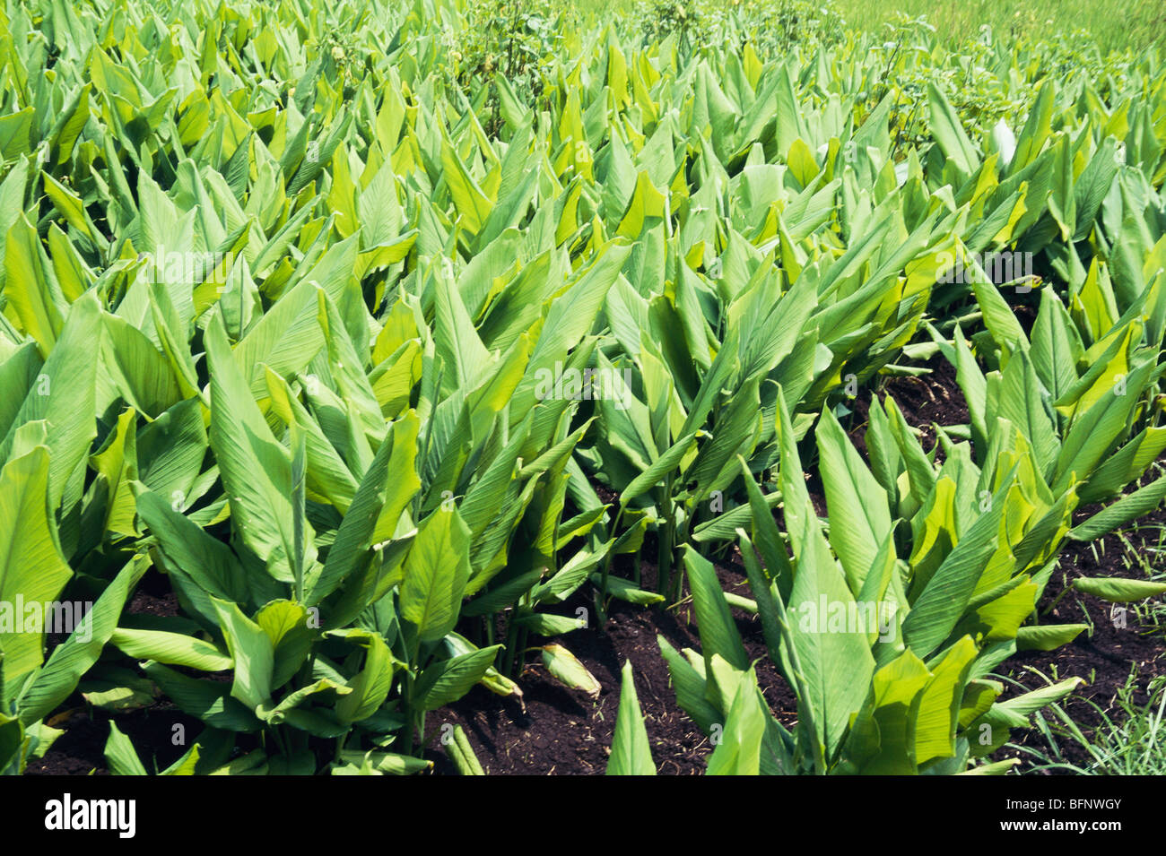 Turmeric plant field ; Satara ; Maharashtra ; India ; asia Stock Photo ...