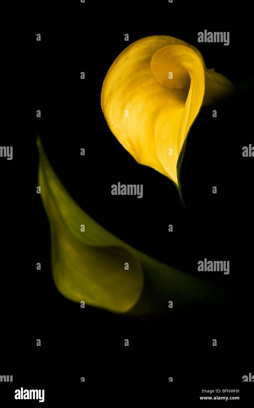 calla bloom in green and yellow Stock Photo - Alamy