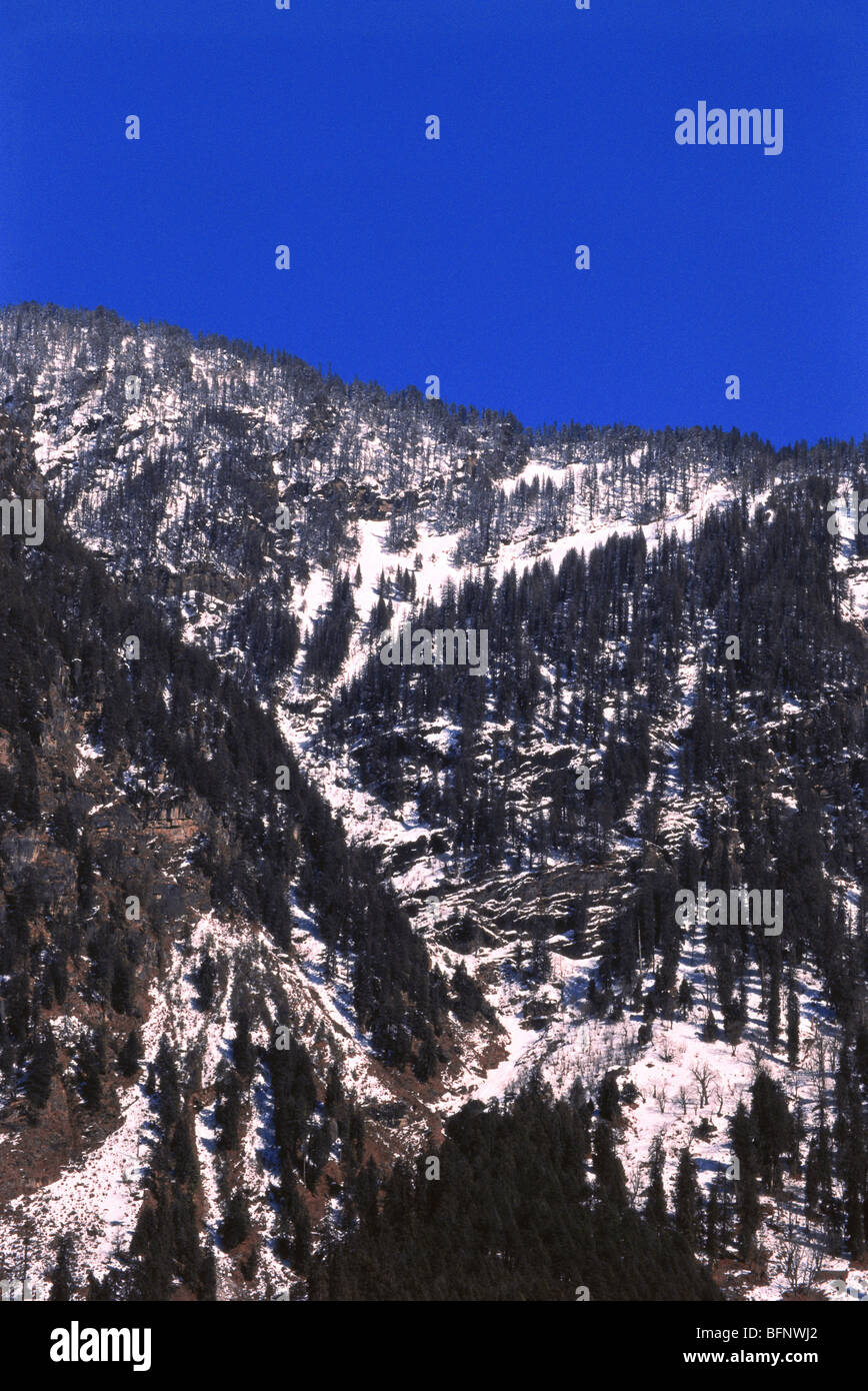Deodar trees covered with snow ; Manali ; Himachal Pradesh ; India ...