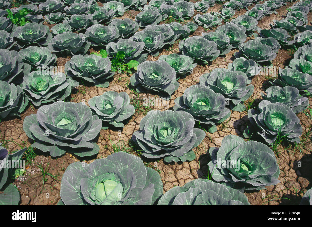 cabbage vegetable fields ; Nanded ; Maharashtra ; India ; asia Stock ...