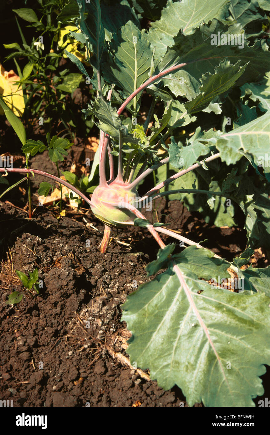 turnip vegetable plantation ; Bordi ; Maharashtra ; India ; asia Stock ...