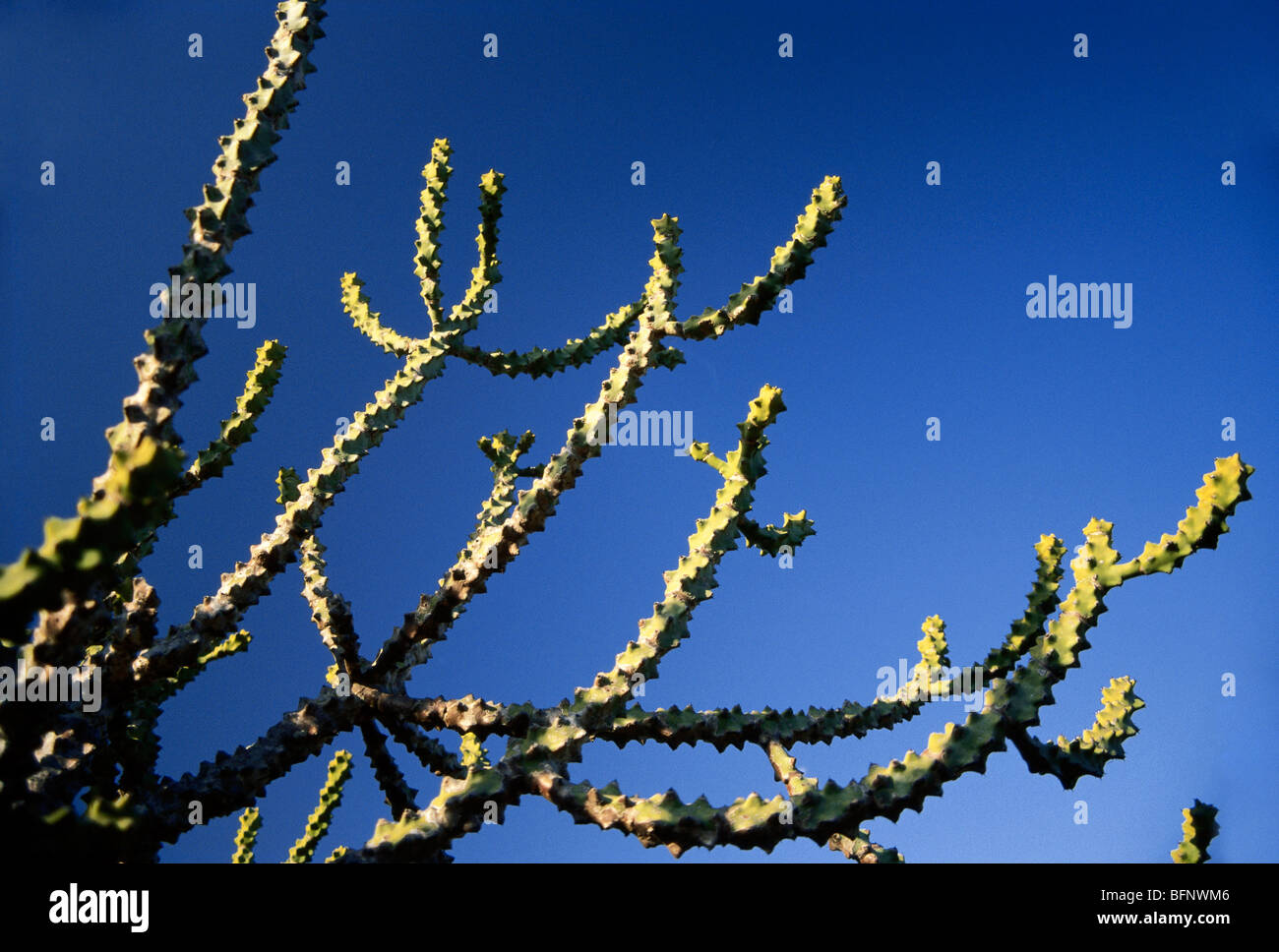 Cactus plant against blue sky ; pushkar ; rajasthan ; india ; asia ...