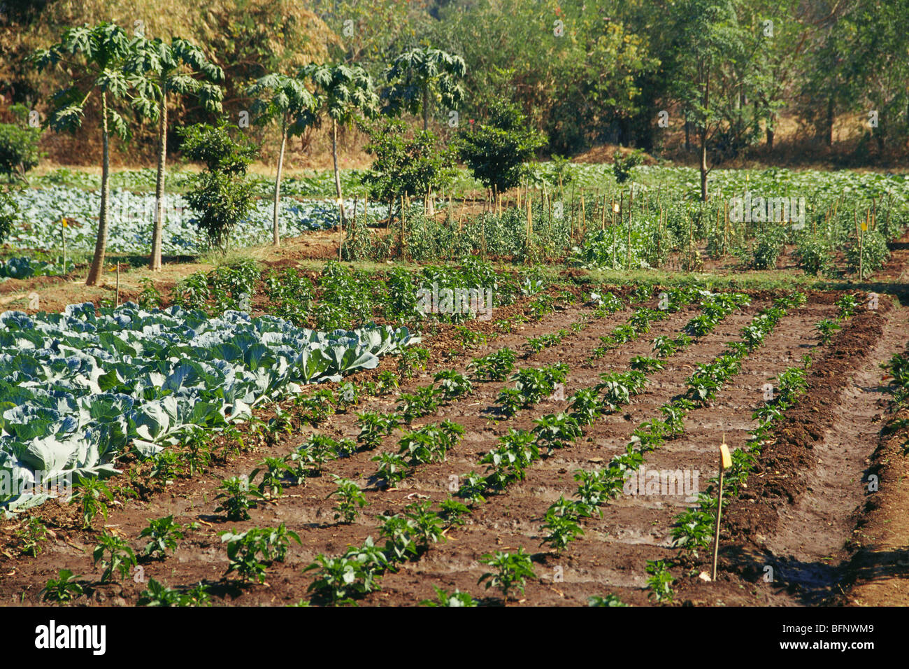 Hybrid seeds india hi-res stock photography and images - Alamy