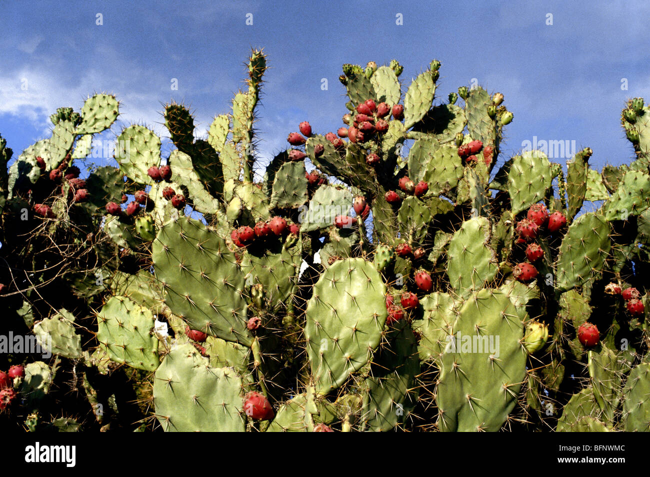Cactus with fruit ; Saurashtra ; Gujarat ; India ; asia Stock Photo - Alamy