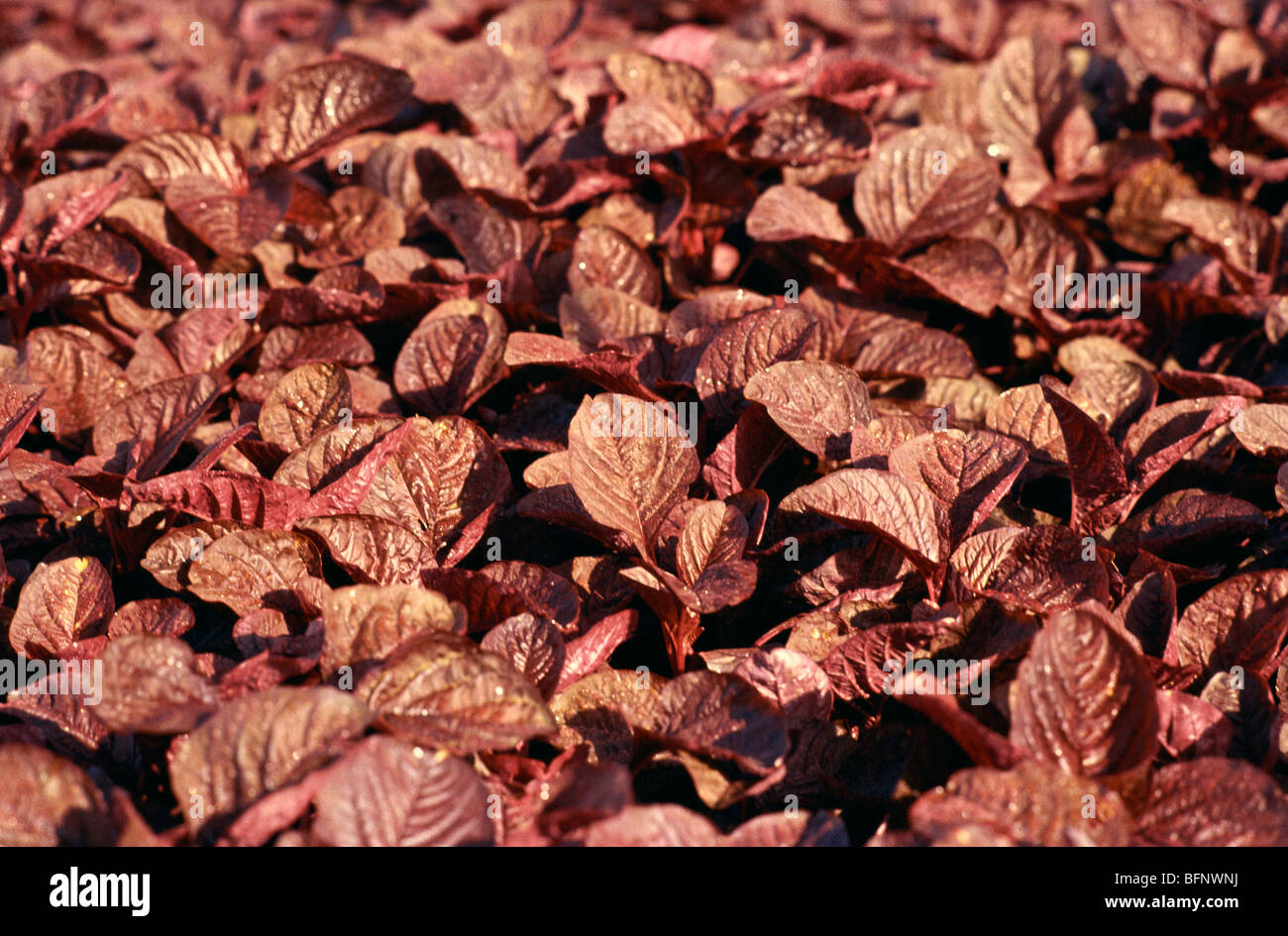 Amaranthus ; amaranth plant ; Kerala ; India ; asia Stock Photo - Alamy