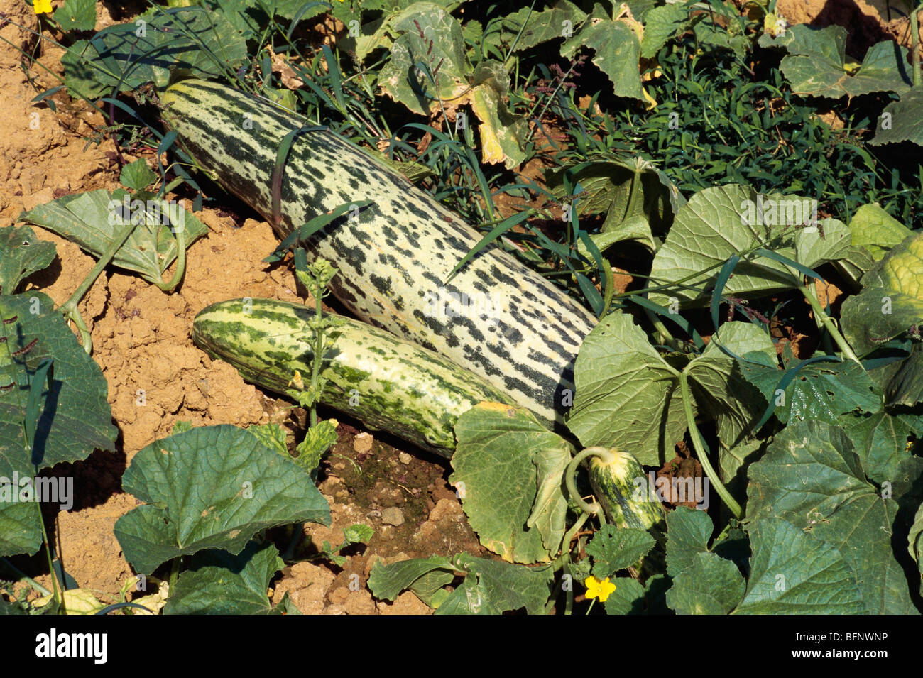 cucumber plant ; Kerala ; India ; asia Stock Photo - Alamy