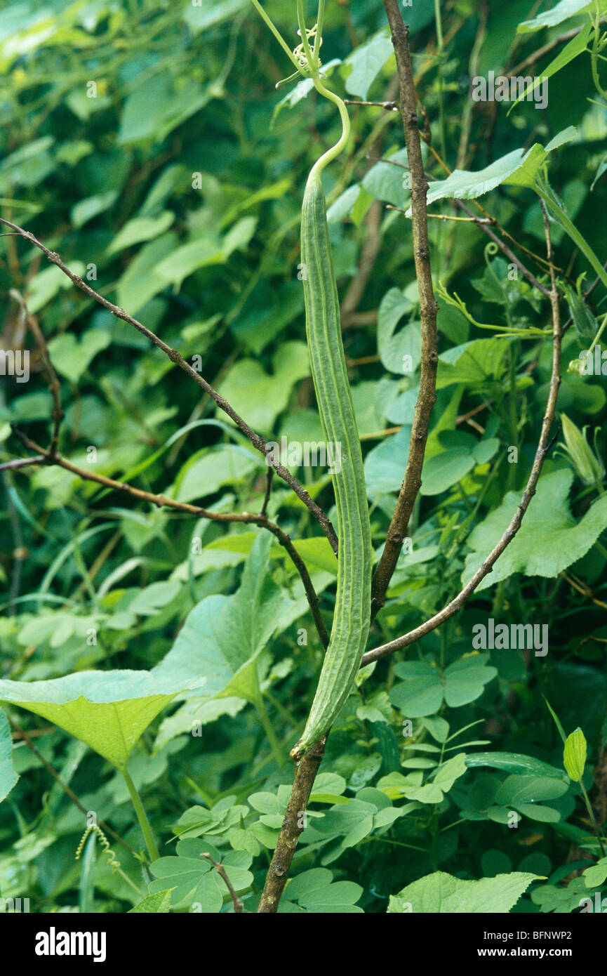 Ridge gourd farming hi-res stock photography and images - Alamy