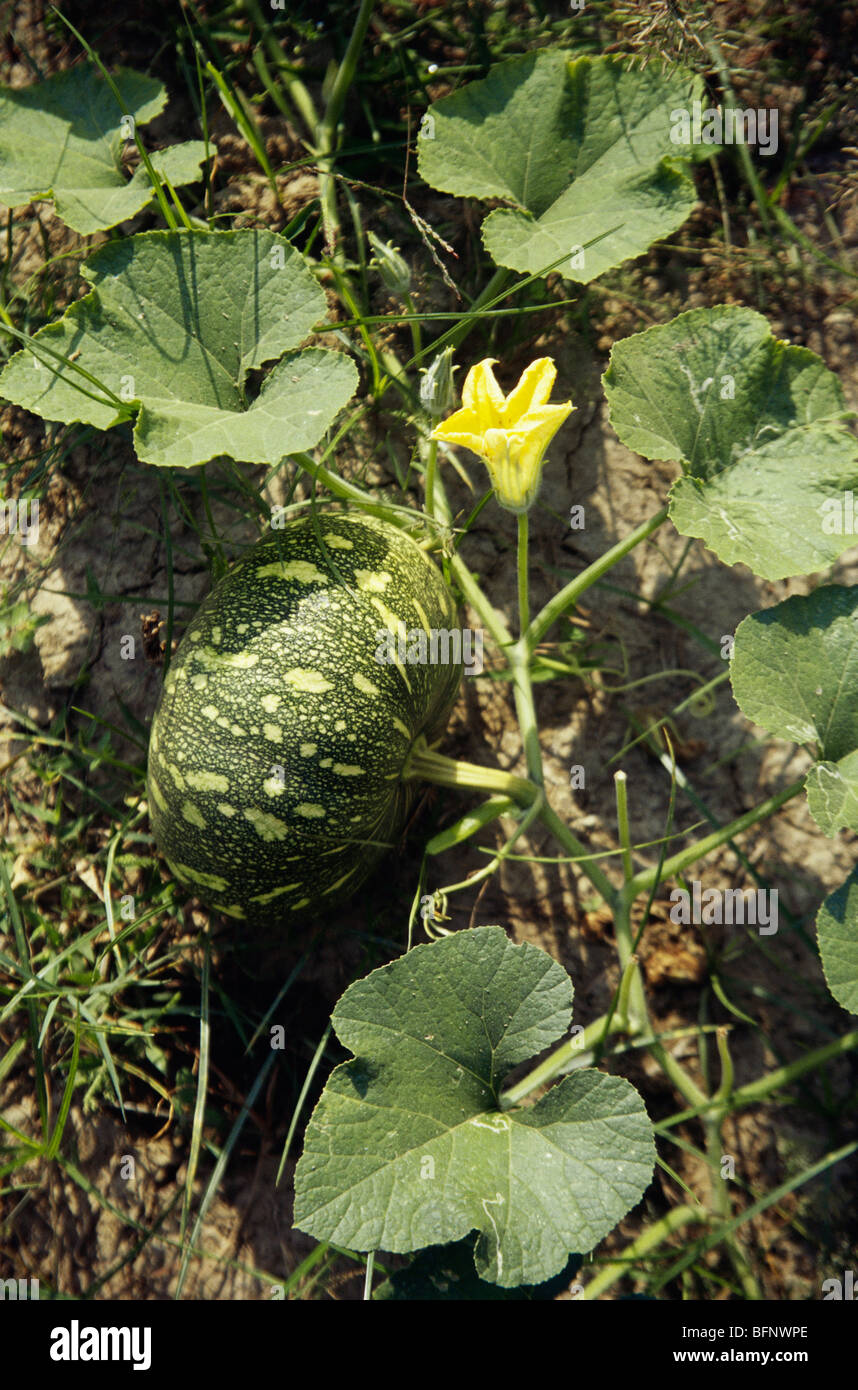 pumpkin plant in field ; Varanasi ; Uttar Pradesh ; India ; asia Stock ...