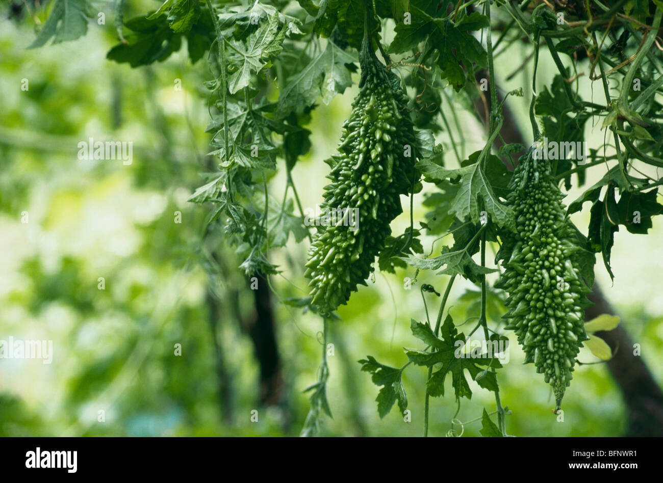 Bitter gourd plant ; karela ; Bitter melon ; Kerala ; India ; asia ...