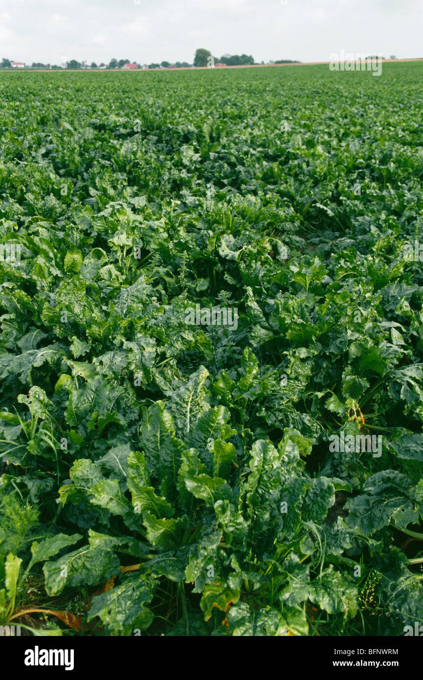 beetroot vegetable fields Stock Photo - Alamy