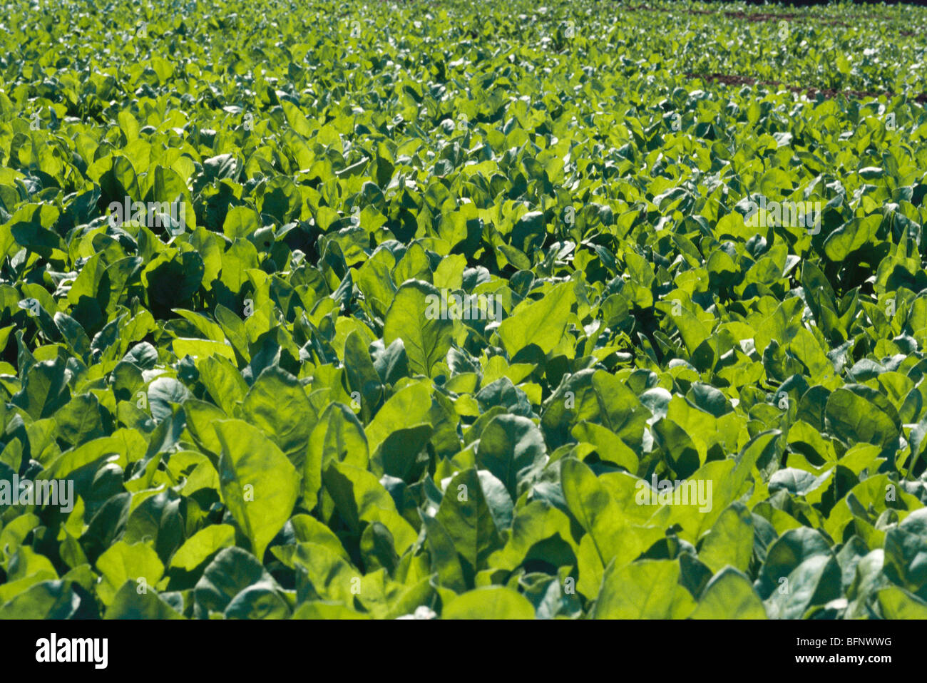 palak or green spinach field ; india ; asia Stock Photo - Alamy