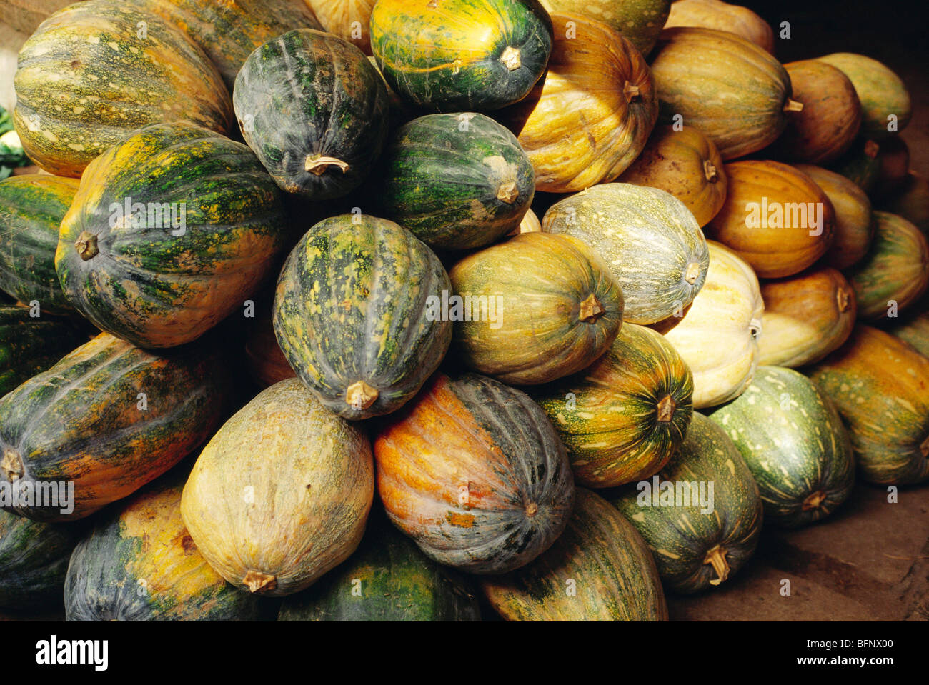 pumpkin vegetable ; India ; asia Stock Photo - Alamy
