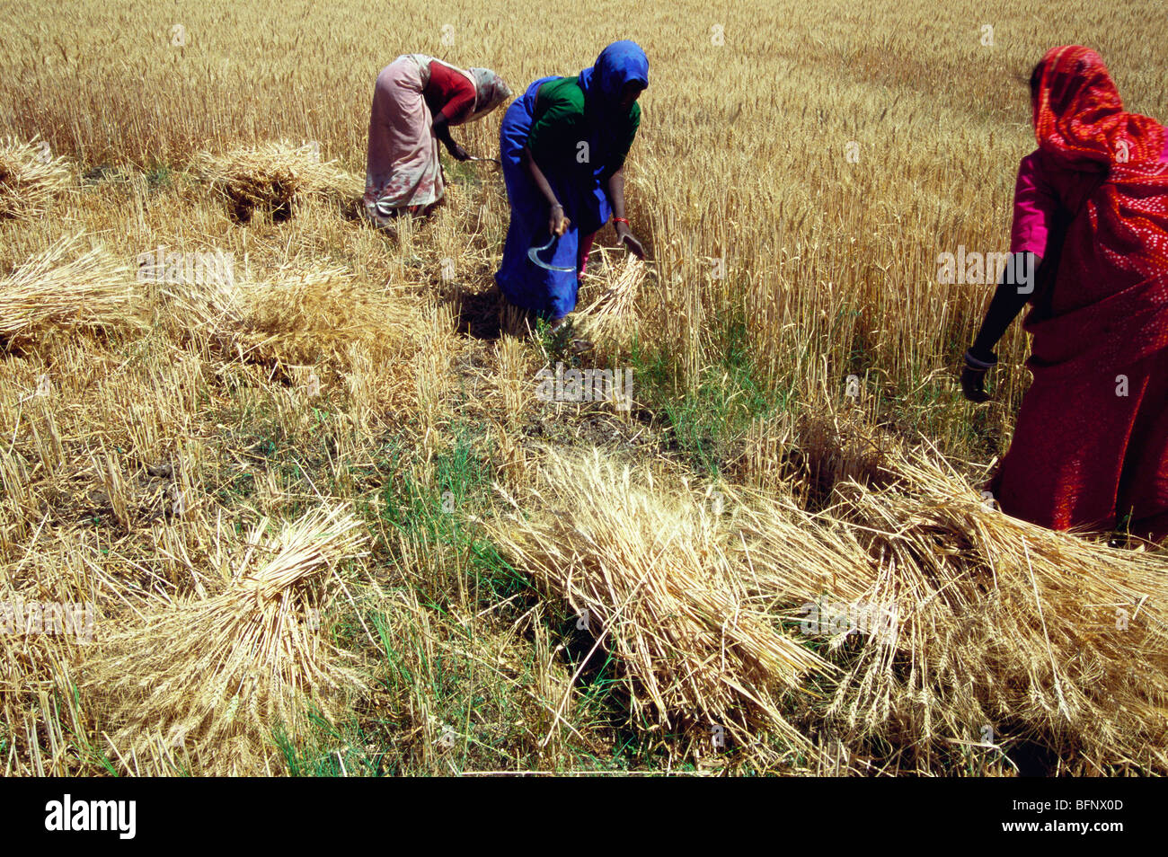Agriculture Orissa India High Resolution Stock Photography and Images ...
