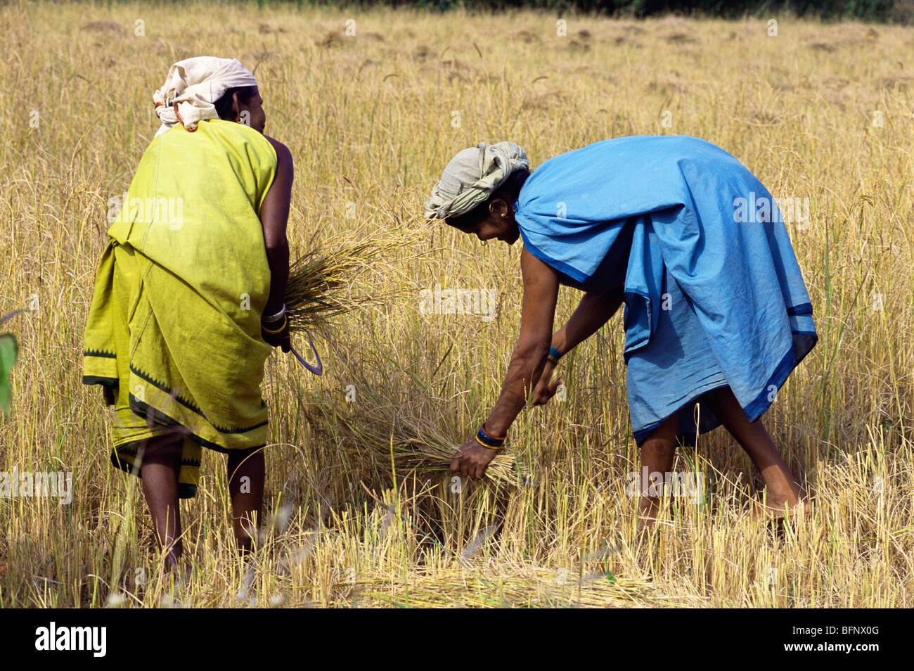 Agriculture Orissa India High Resolution Stock Photography and Images ...