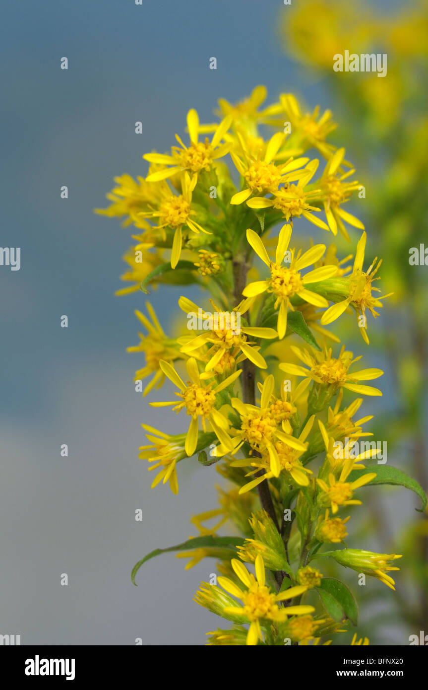 European Goldenrod (Solidago virgaurea), flowering stems Stock Photo ...