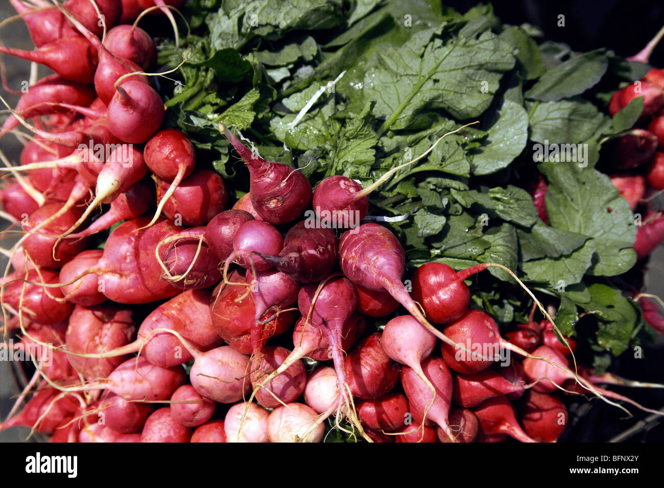 Indian Turnip Stock Photos & Indian Turnip Stock Images - Alamy