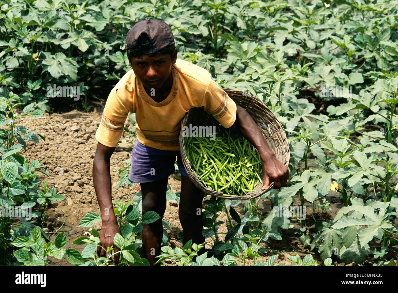 Boy picking vegetable beans from farm ; Uttan ; Bhayander ; Thane ...