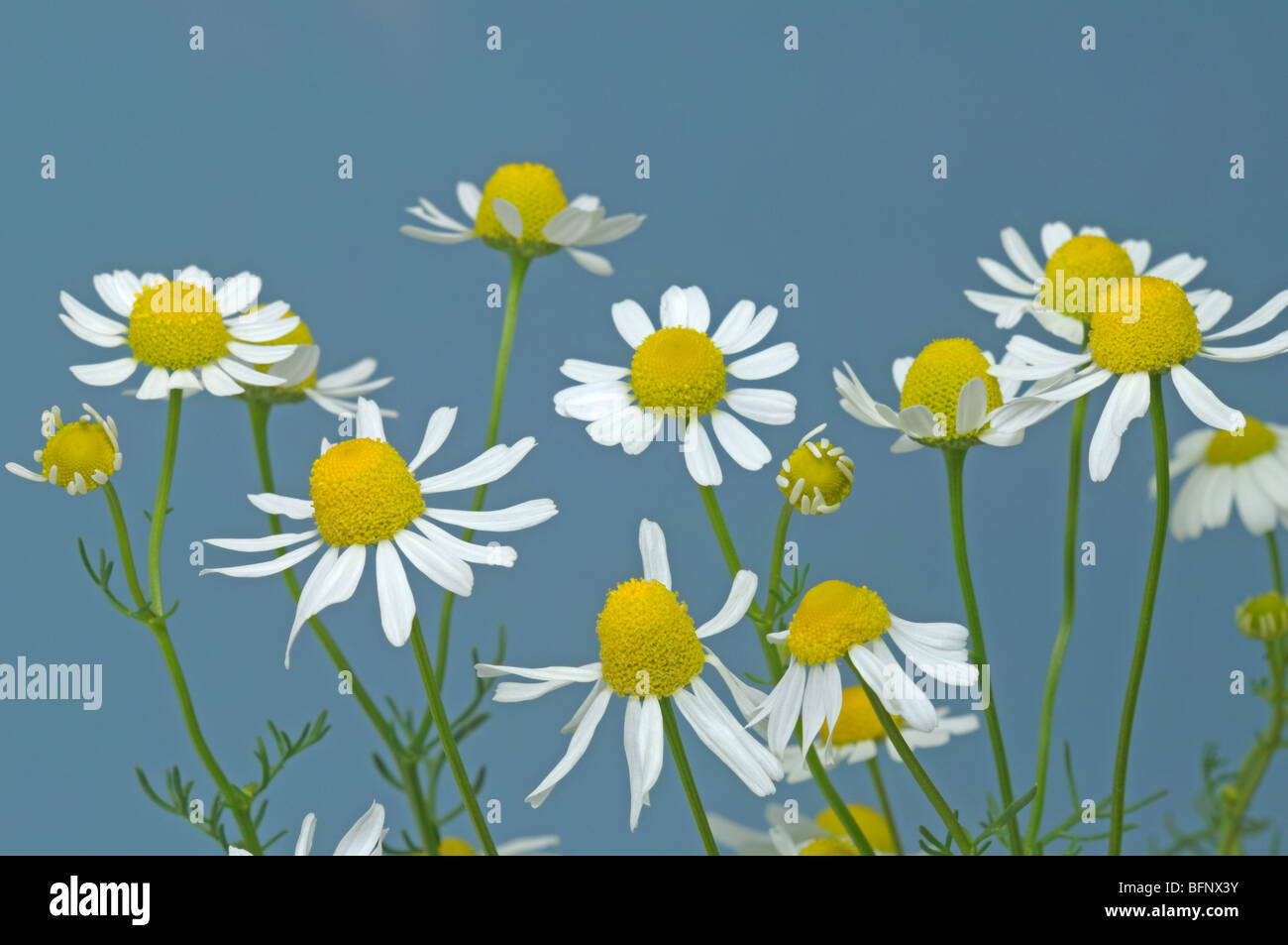 Chamomile, German Chamomile (Matricaria chamomilla, Matricaria recutita ...