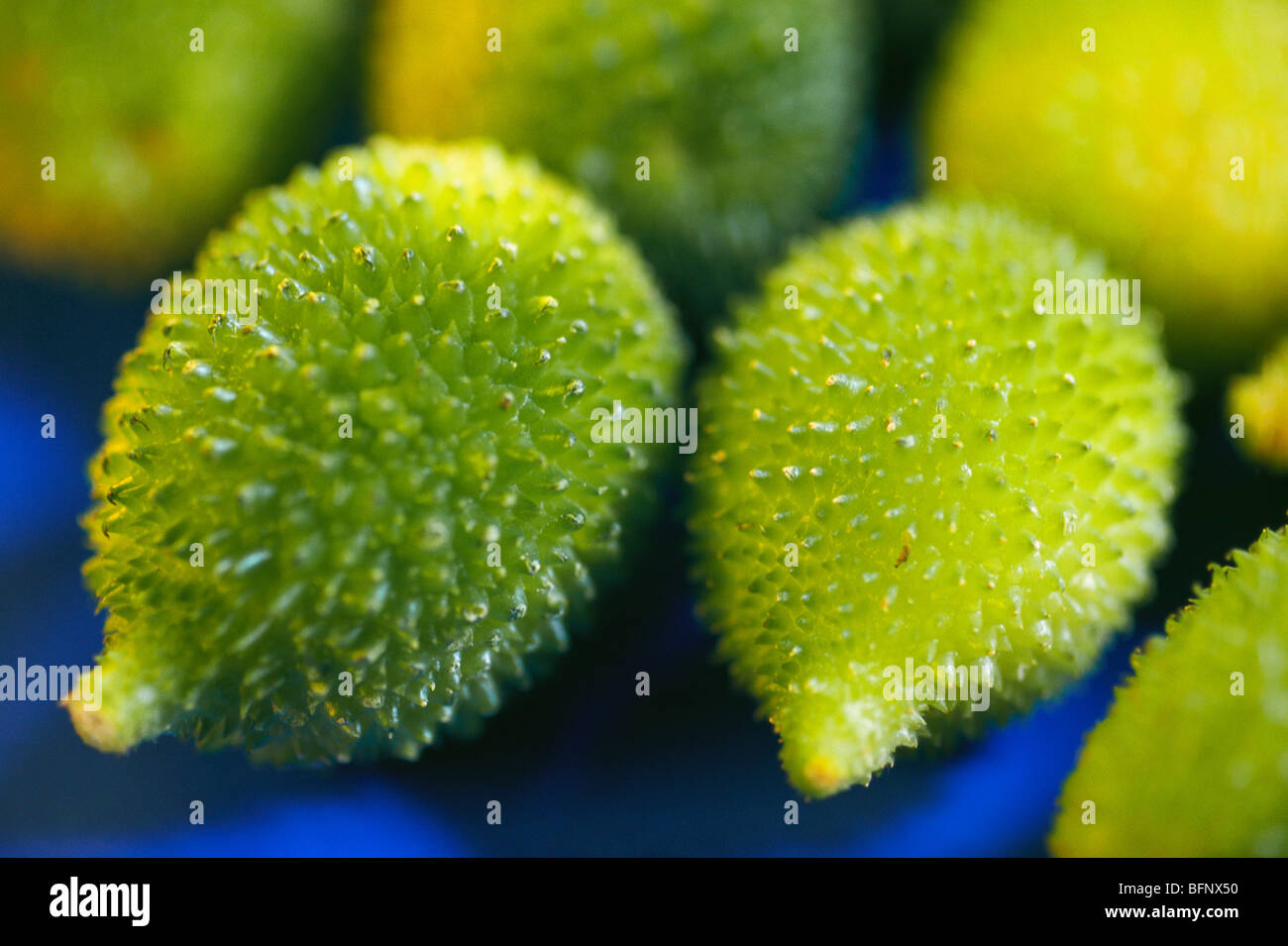 Squash vegetable tropical on blue background Stock Photo - Alamy