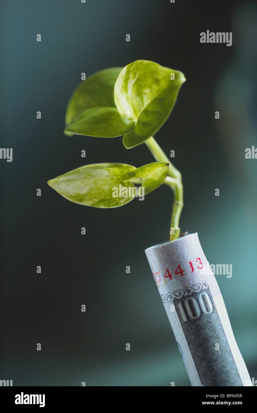 Devil's ivy plant growing out of money on green background Stock Photo ...