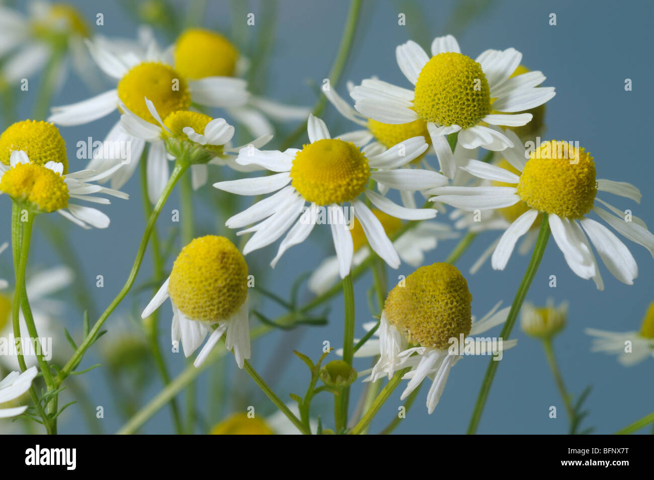 White matricaria flowers on hi-res stock photography and images - Alamy