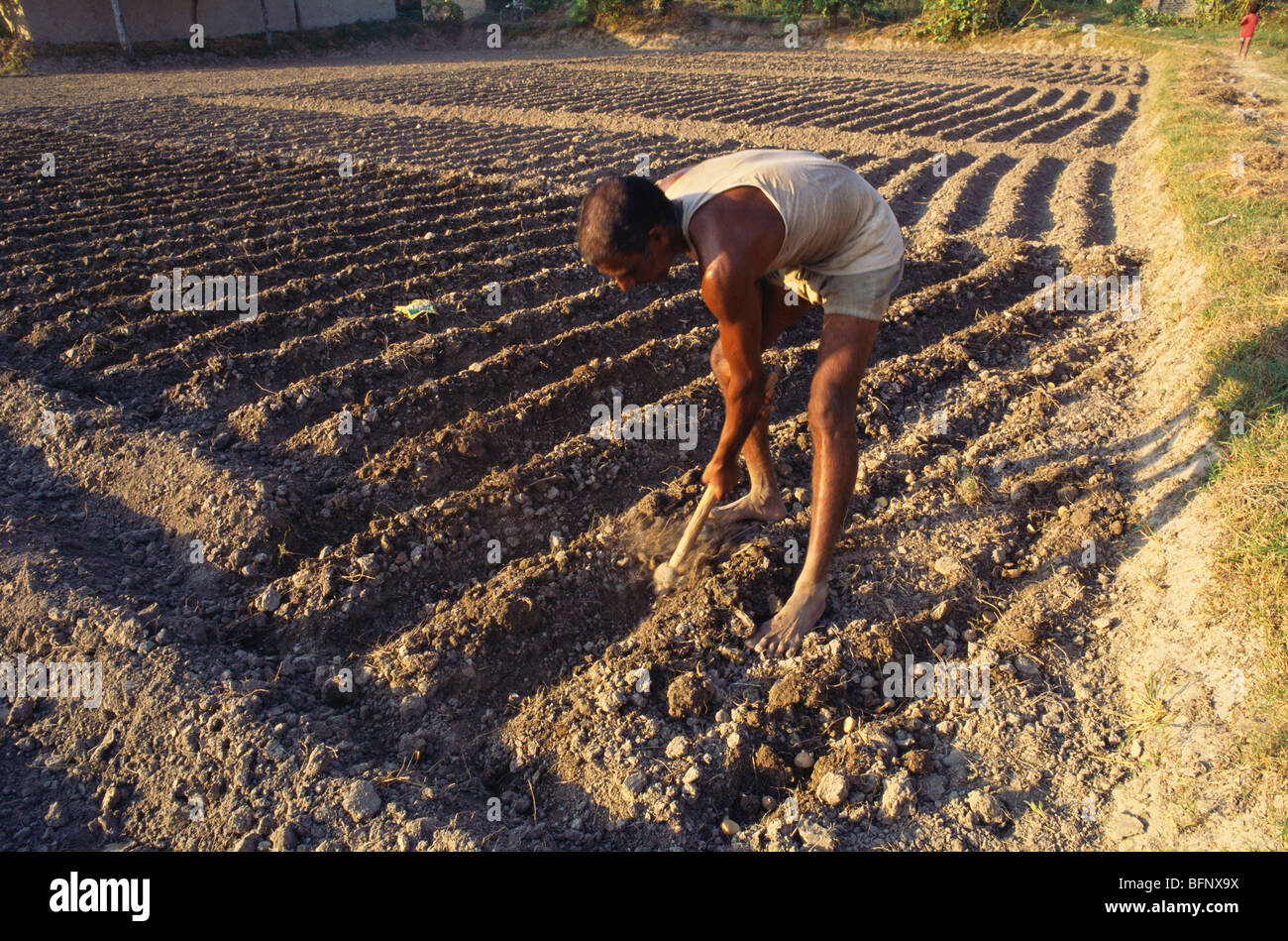 Indian farmer digging hi-res stock photography and images - Alamy