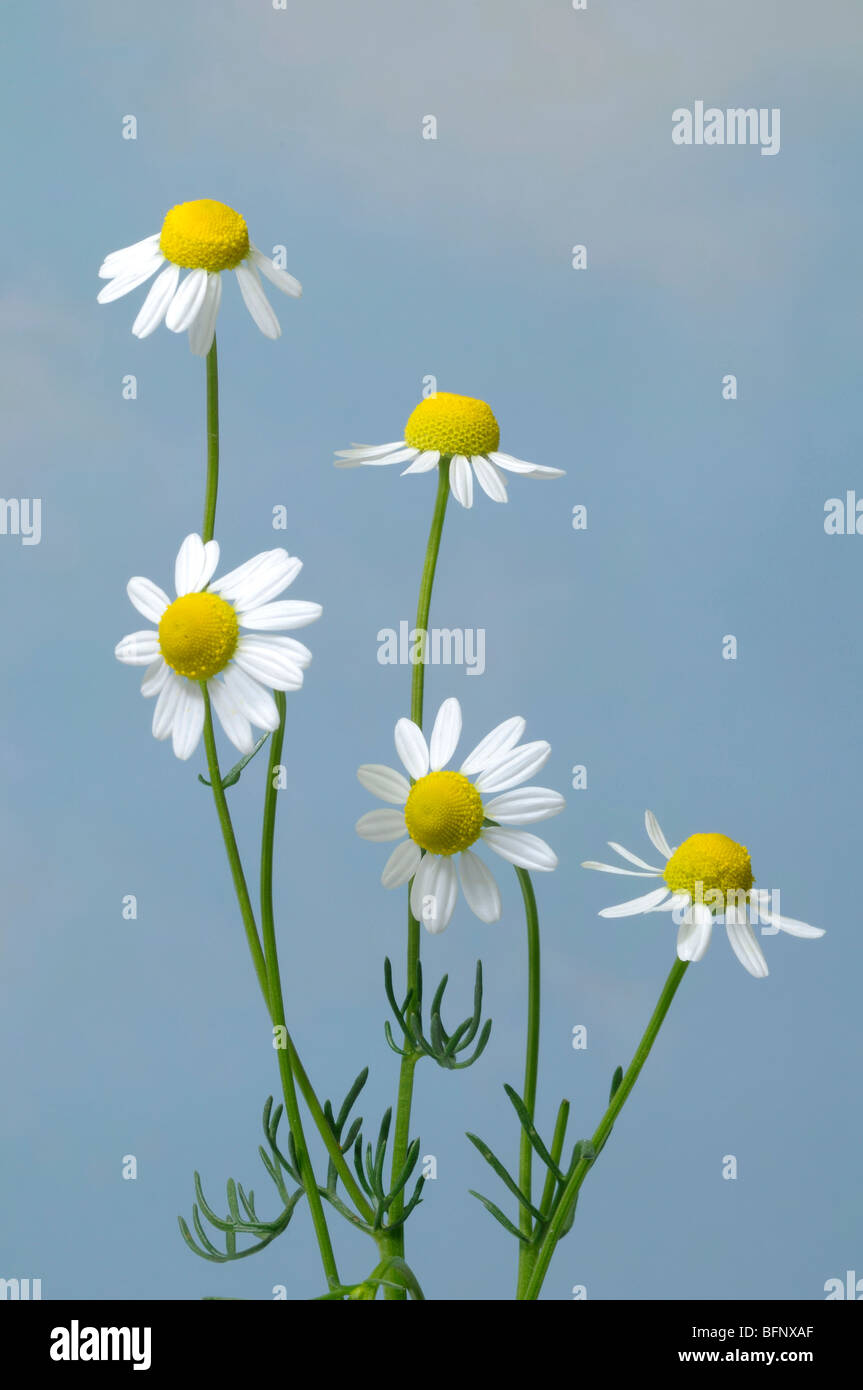 Chamomile, German Chamomile (Matricaria chamomilla, Matricaria recutita ...