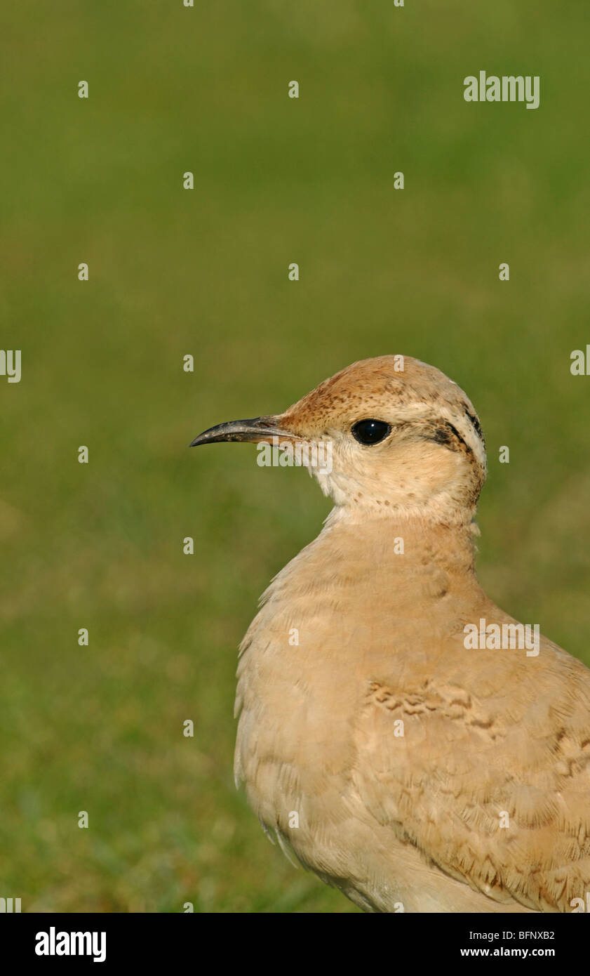 Cream-coloured Courser immature bird UK Stock Photo - Alamy