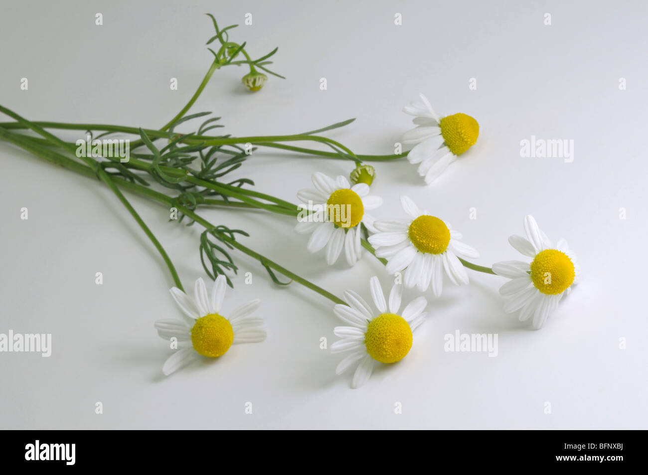 Chamomile, German Chamomile (Matricaria chamomilla, Matricaria recutita ...