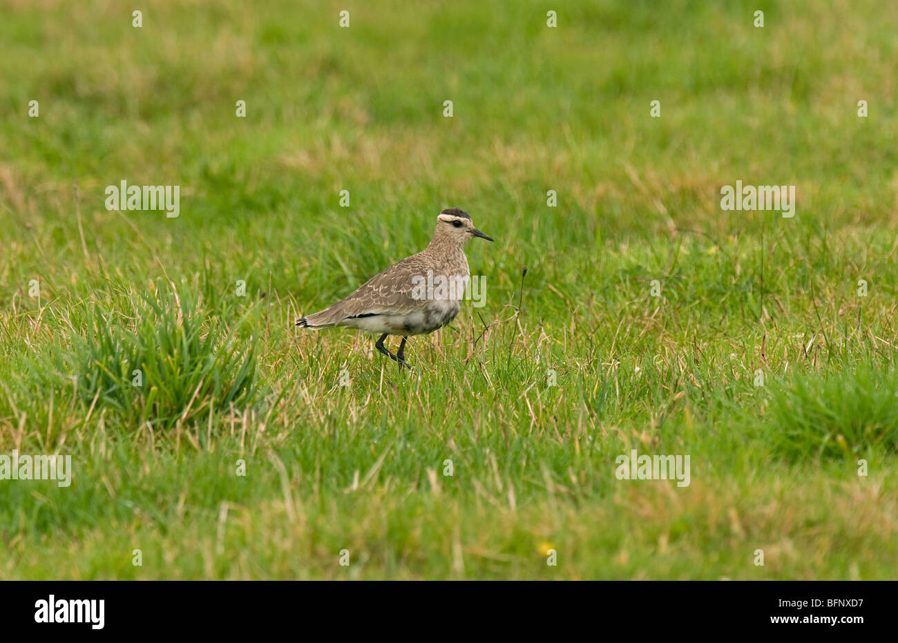 Sociable plover hi-res stock photography and images - Alamy
