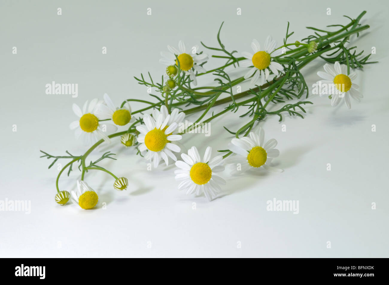 Chamomile, German Chamomile (Matricaria chamomilla, Matricaria recutita ...