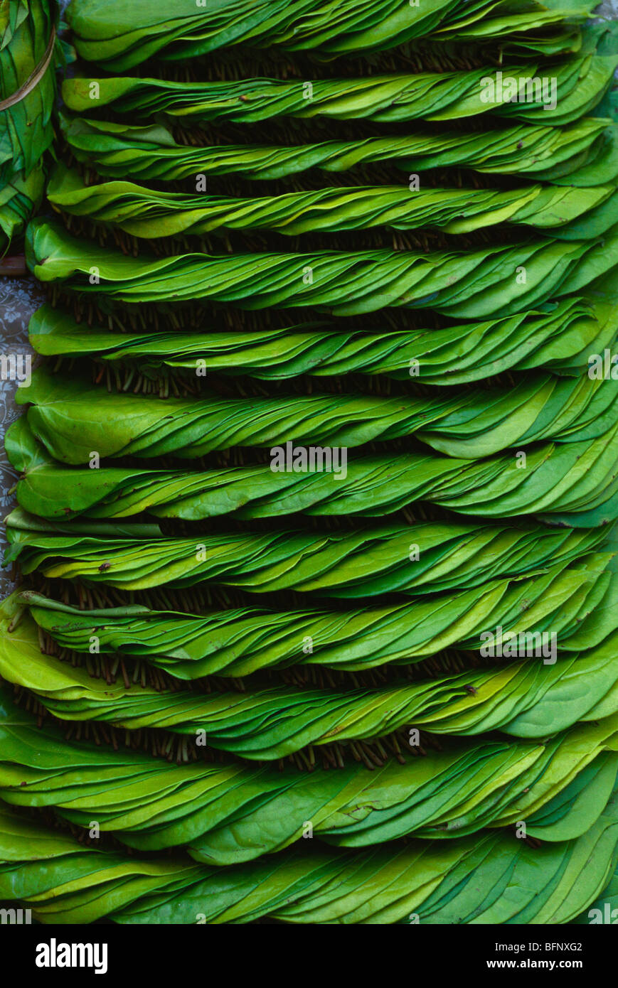 Betel leaf ; betal leaves ; paan leaves ; india ; asia Stock Photo - Alamy