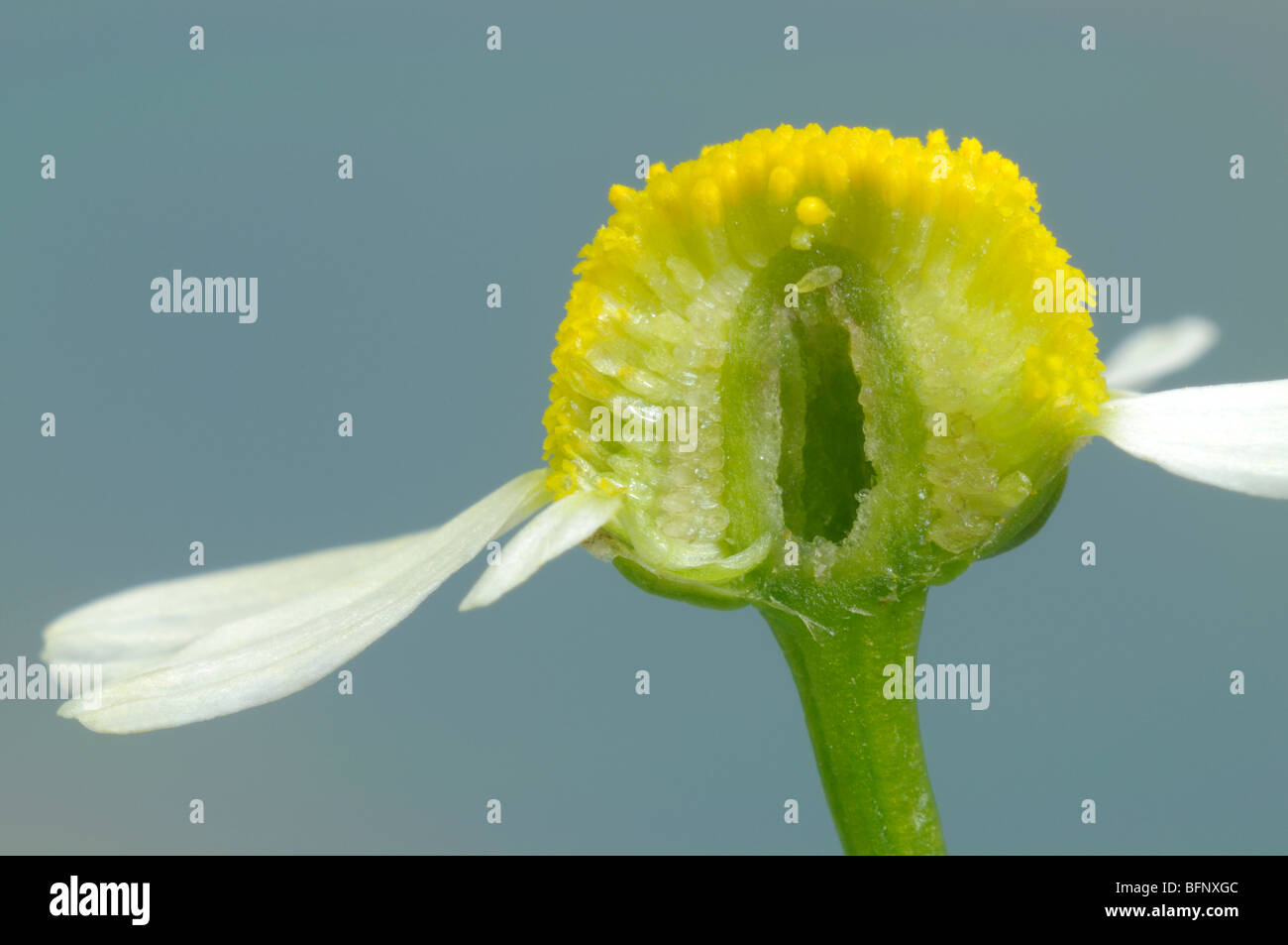 Chamomile, German Chamomile (Matricaria chamomilla, Matricaria recutita ...