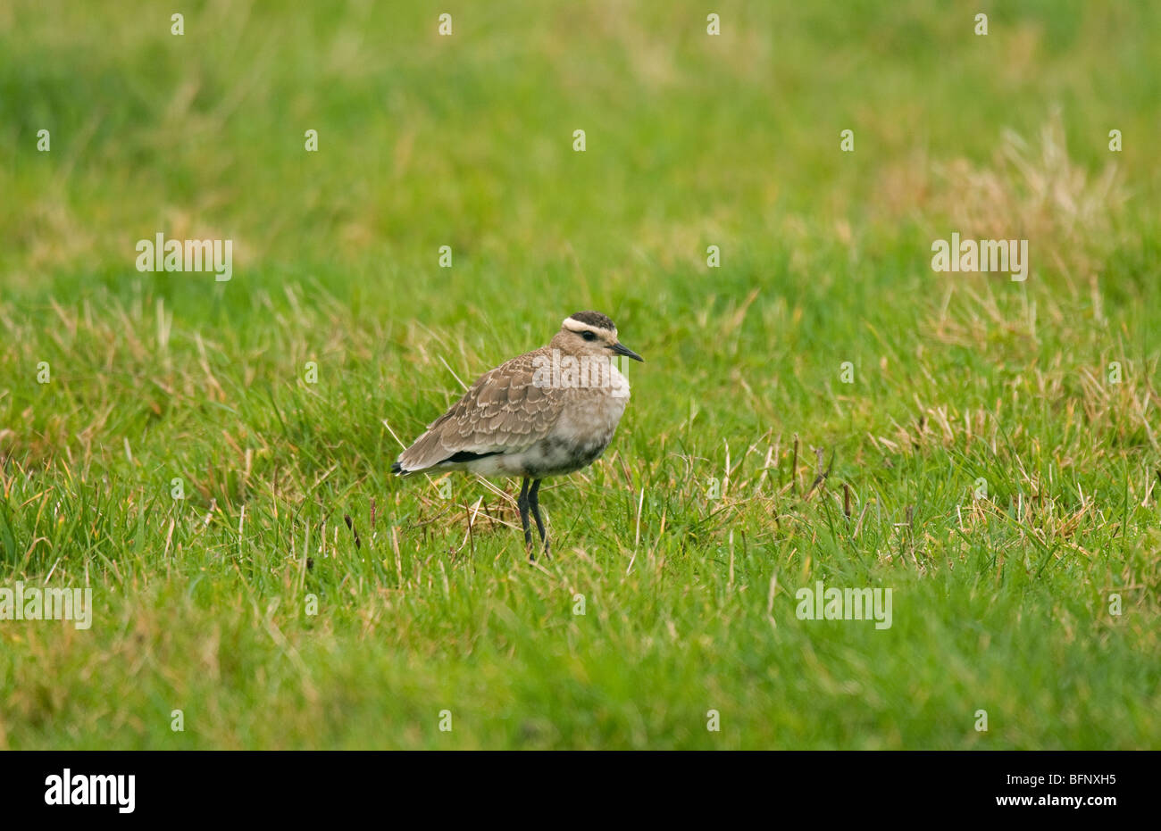 Sociable lapwing vanellus gregarius hi-res stock photography and images ...