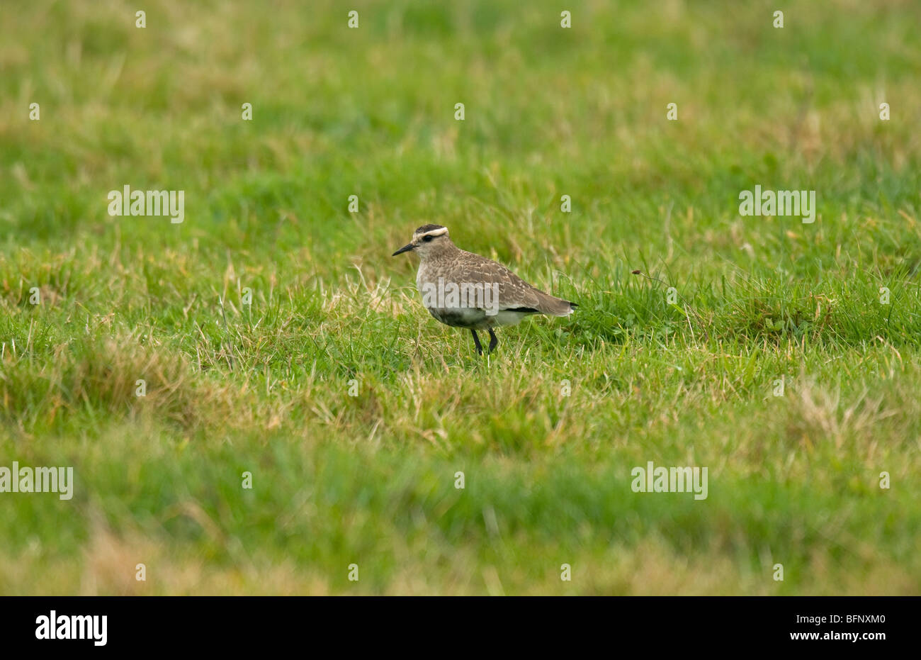 Sociable lapwing vanellus gregarius hi-res stock photography and images ...
