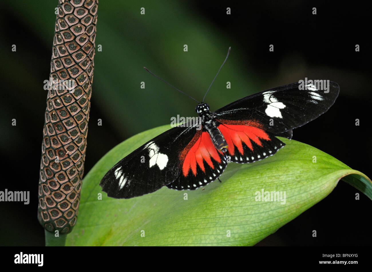 Doris Longwing (Heliconius doris) on a leaf Stock Photo - Alamy
