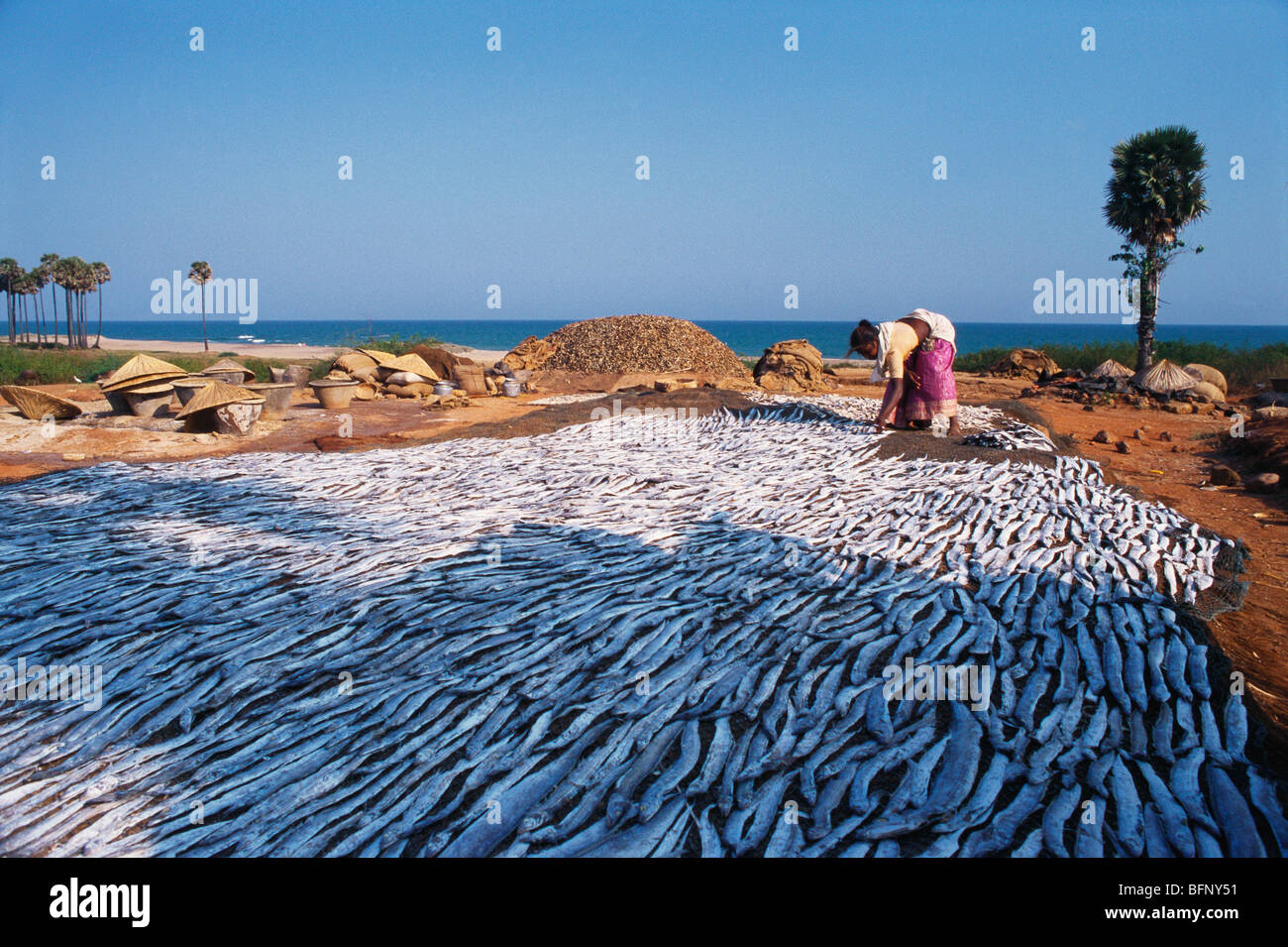 Dry Fish Market In Andhra Pradesh at Jennifer Lyman blog